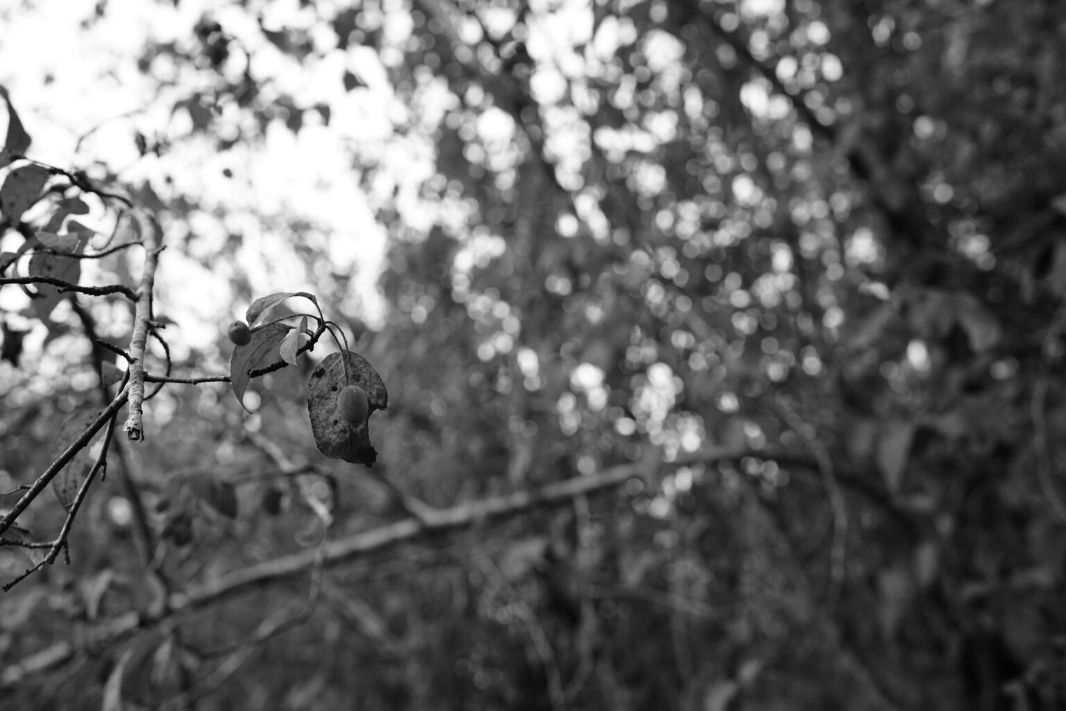 Theler Wetlands: Selected Images from Belfair, Washington (Part 2 ...