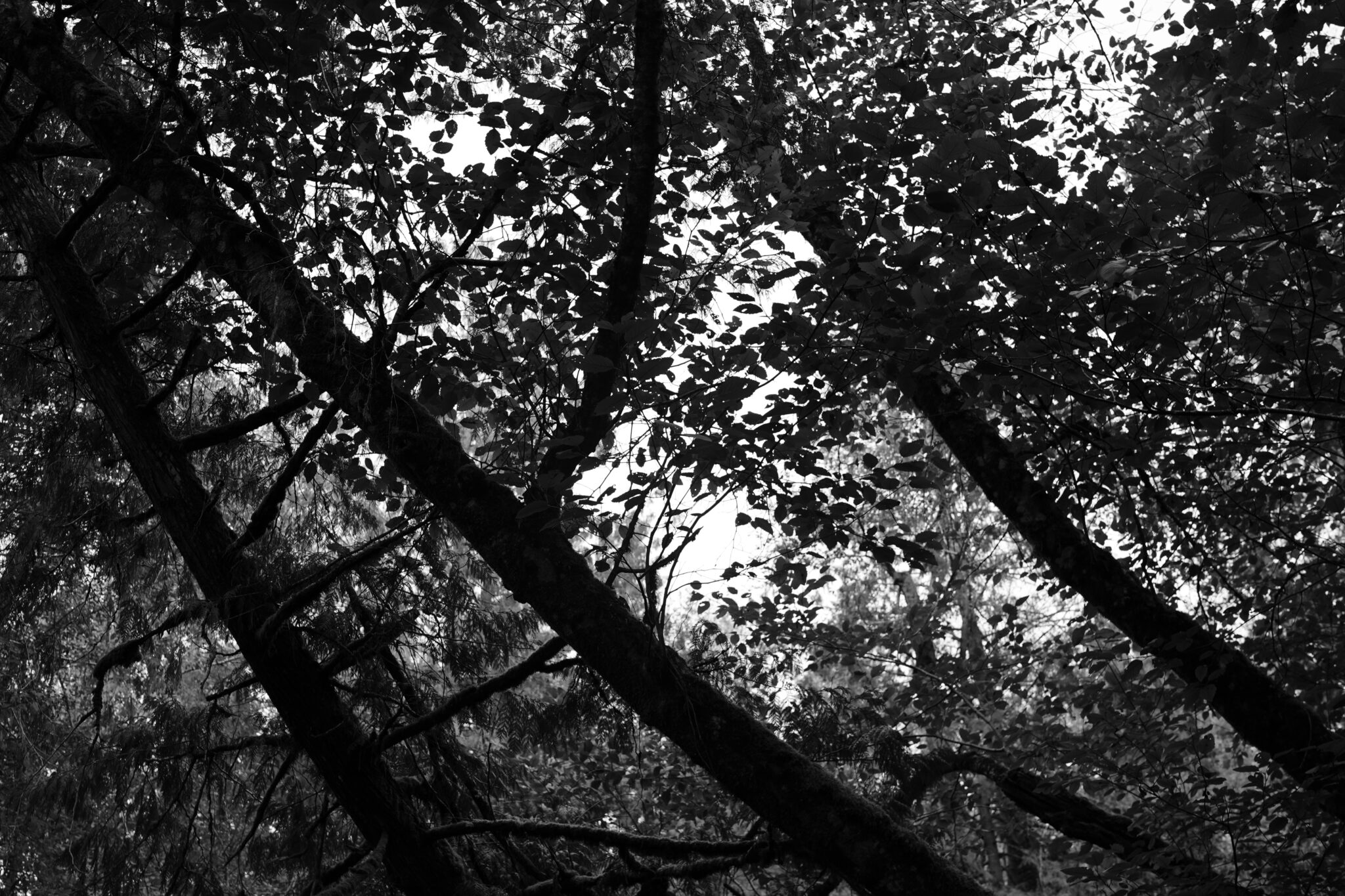 Theler Wetlands: Selected Images from Belfair, Washington (Part 2 ...